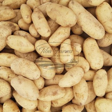 Potatoes – Spunta Desert – Tiba Farms